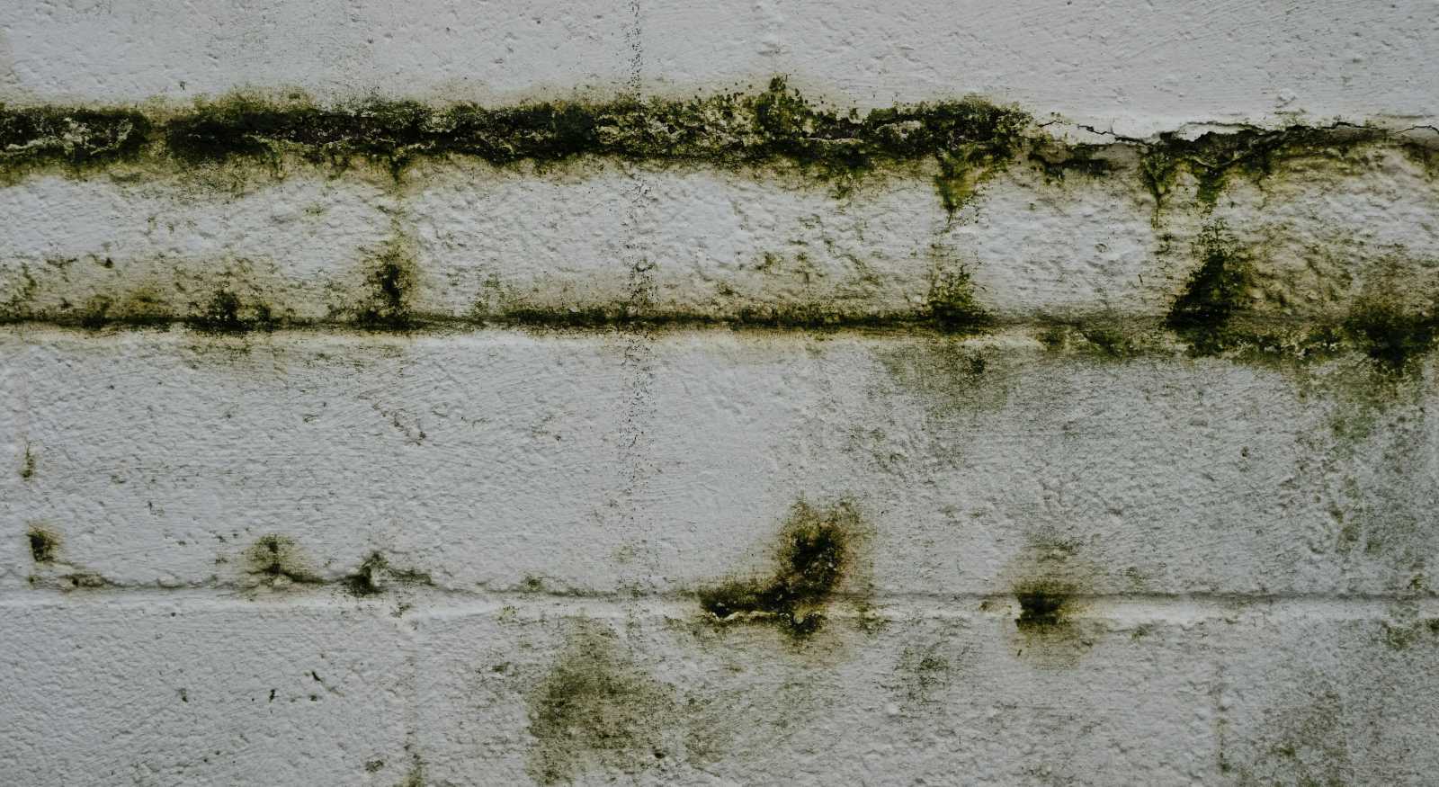 Mold Spores vs. Mycotoxins: What You Need to Know